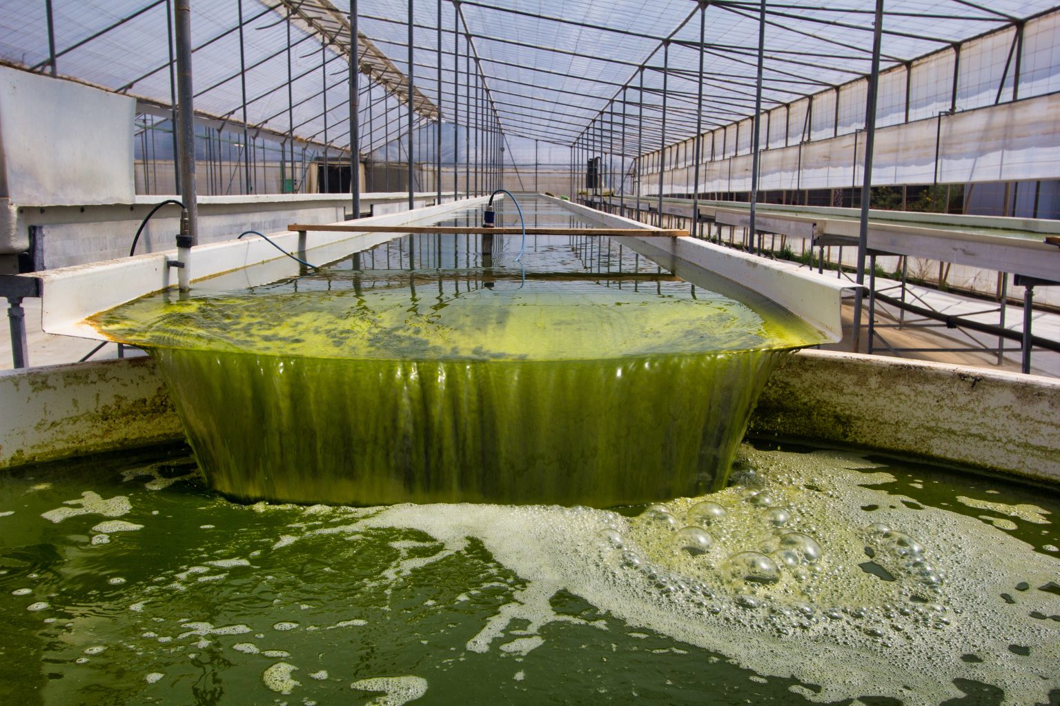 BIORAS_SHRIMP – Improvement and innovation of a bio-secure ...